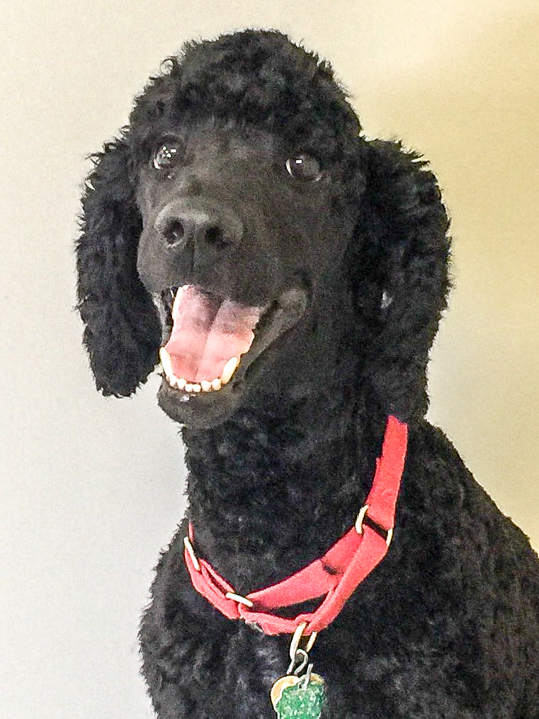 Rex - Kids and Canines