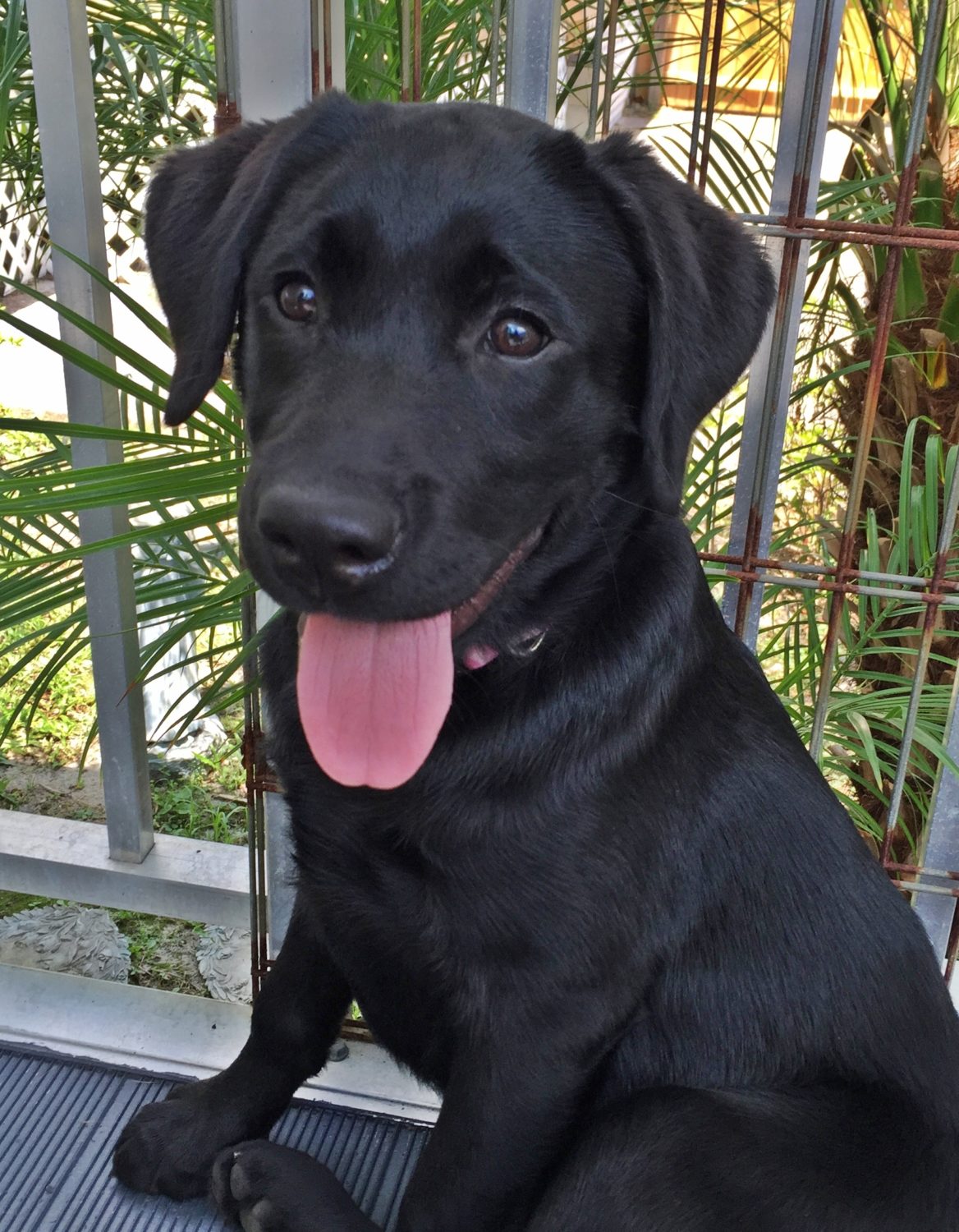 Department of Juvenile Justice Program - Kids and Canines